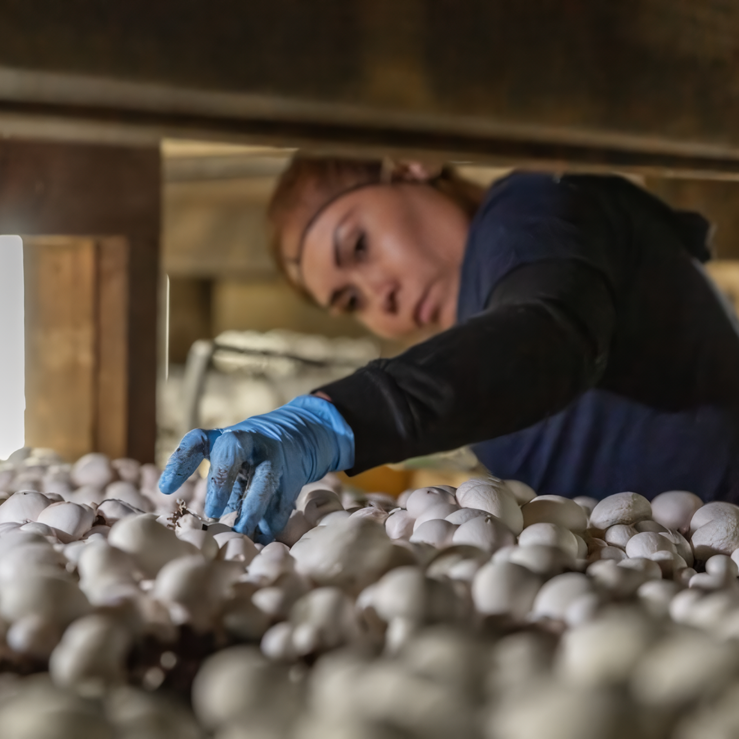 About Us – Arbor Spring Farms